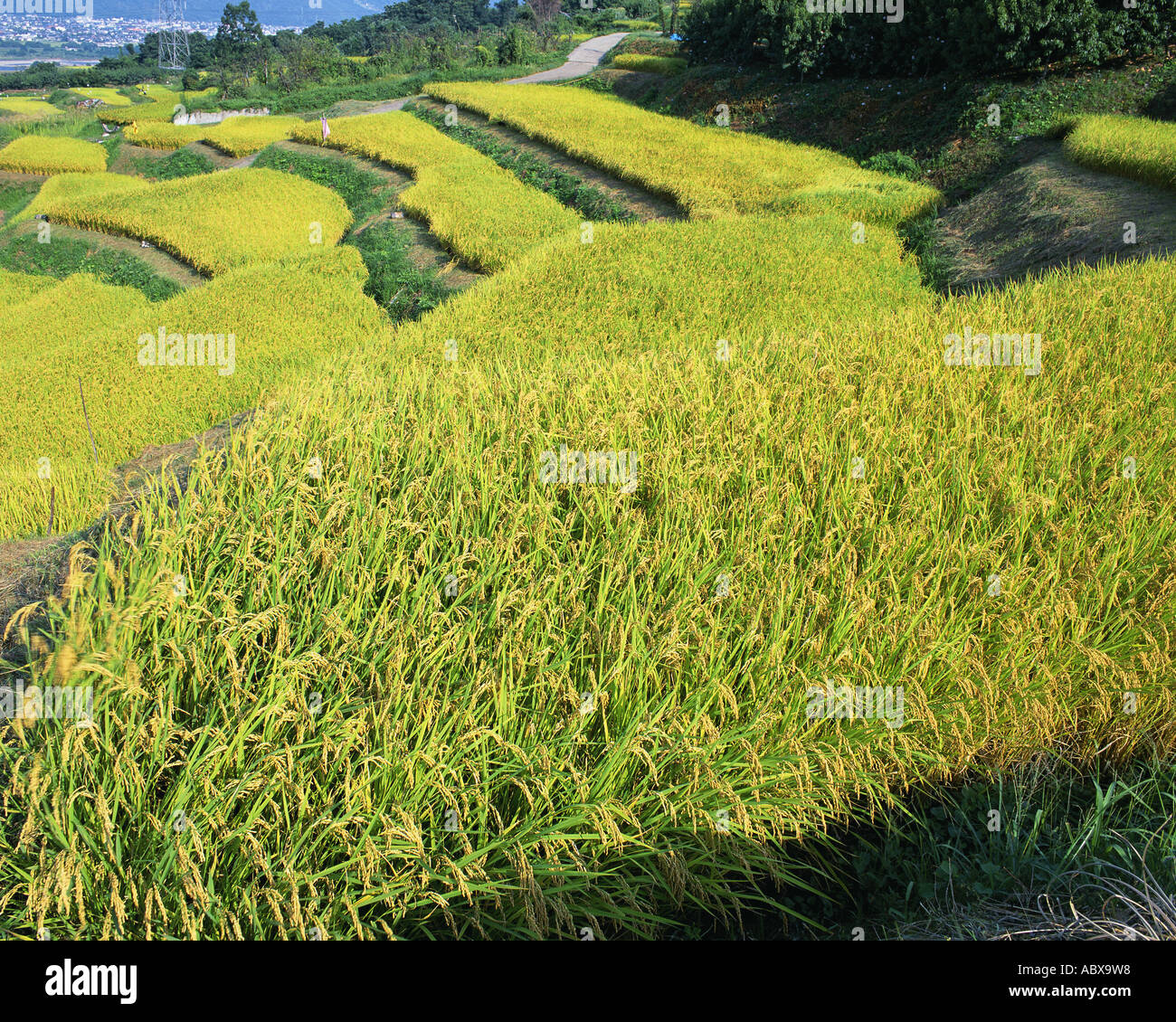 Rice paddy in Nagano Japan Stock Photo - Alamy