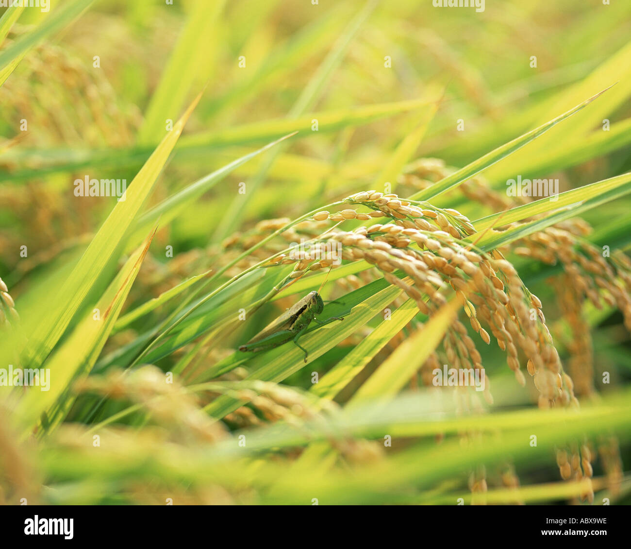 Locust rice hi-res stock photography and images - Alamy