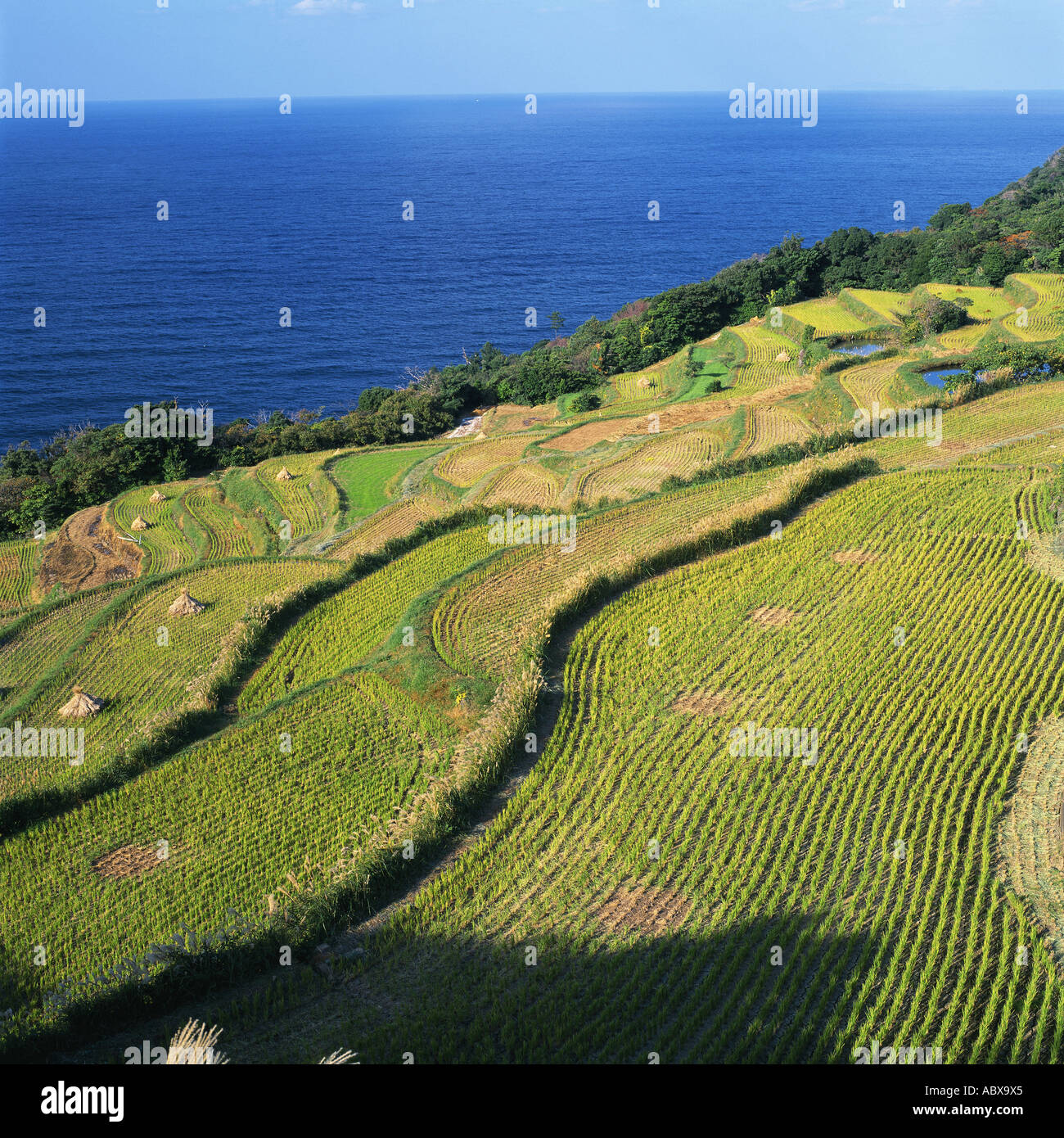 Rice paddy and sea Stock Photo - Alamy