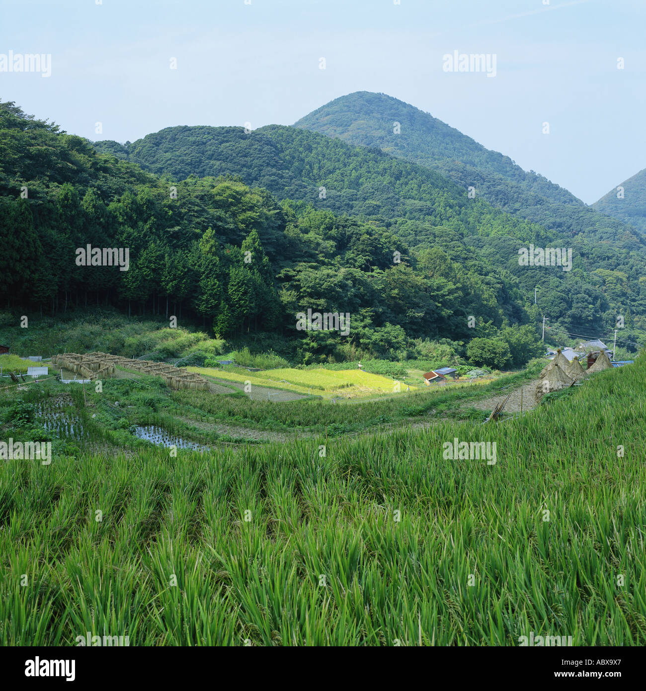 Rice paddy in summer Stock Photo - Alamy