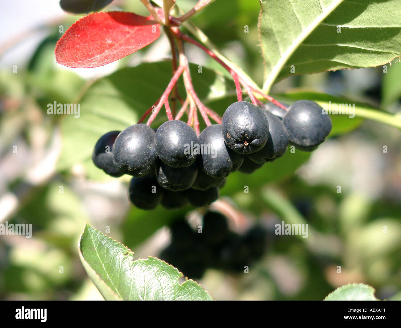 Black chokeberry plant Stock Photo - Alamy