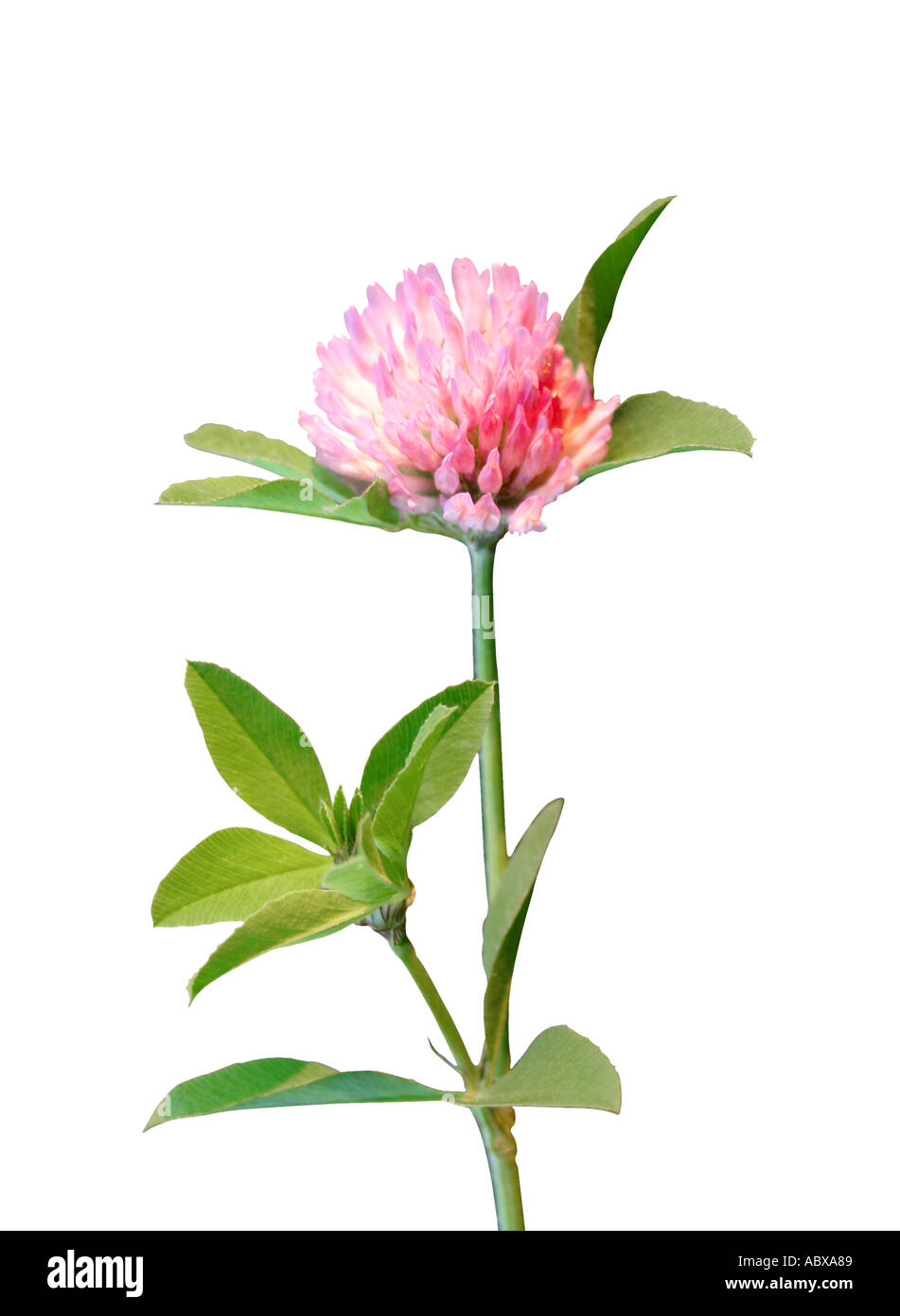 Red pratense Cut Out Stock Images & Pictures - Alamy