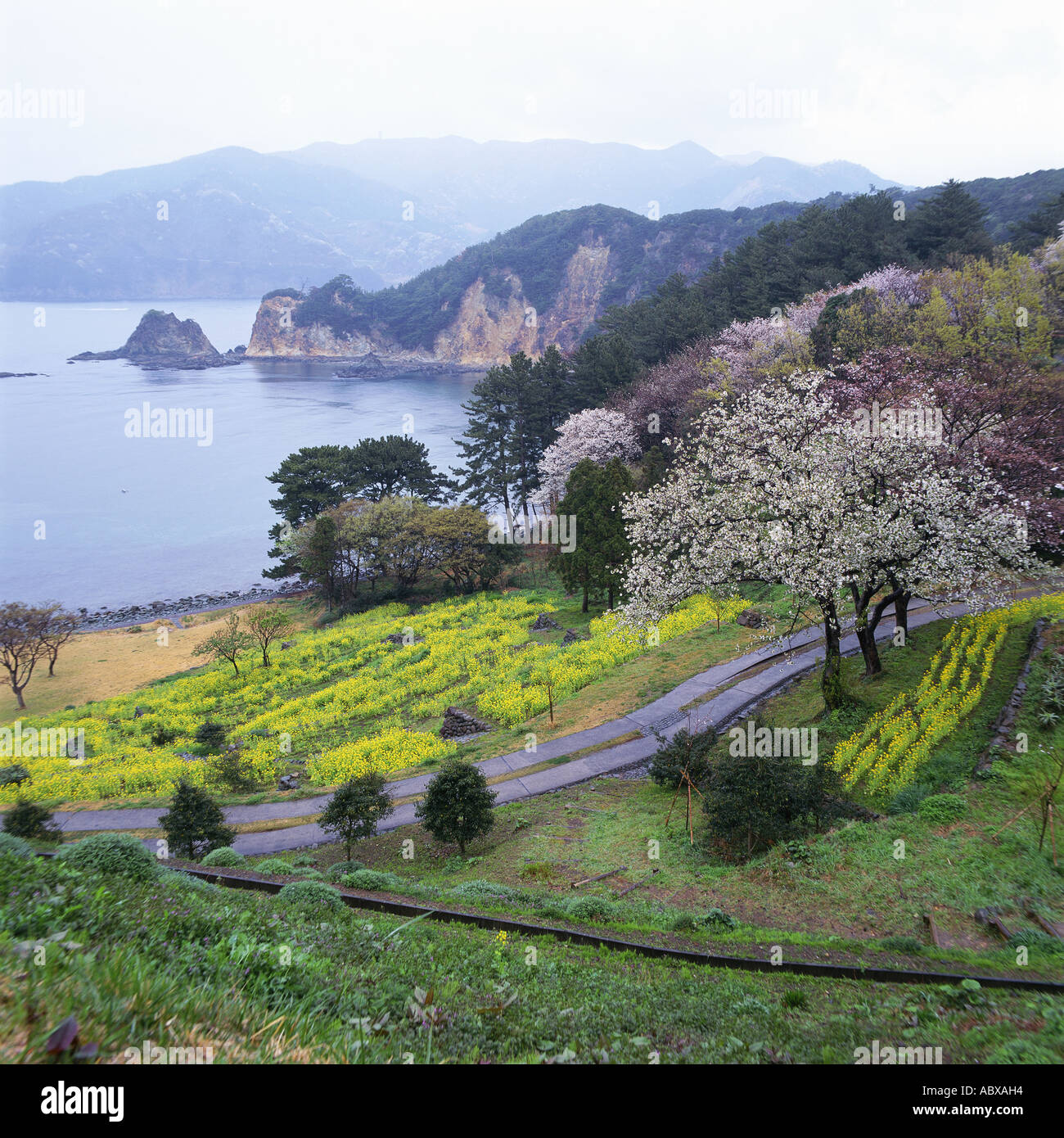 Mustard grass landscape hi-res stock photography and images - Alamy