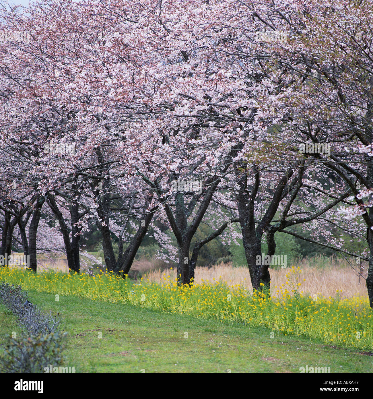 Row of cherry blossom trees in Shizuoka Japan Stock Photo - Alamy