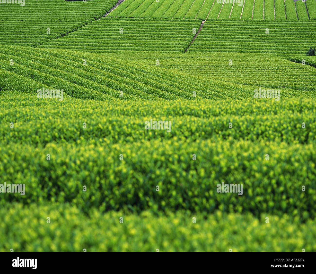 Tea plantation in Fuji Shizuoka Japan Stock Photo - Alamy