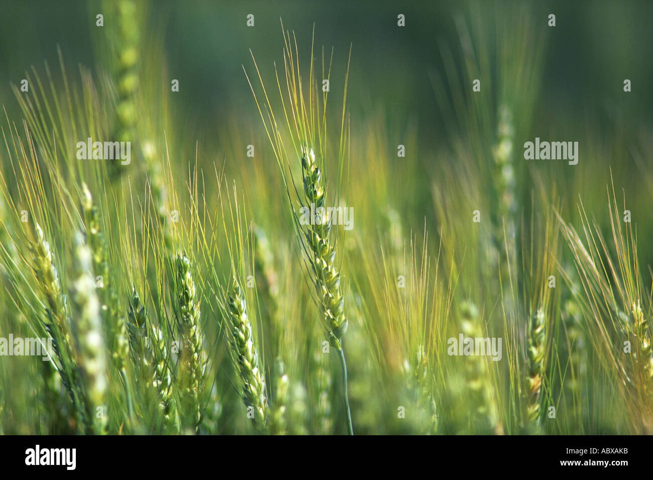 Close up crop on hi-res stock photography and images - Alamy