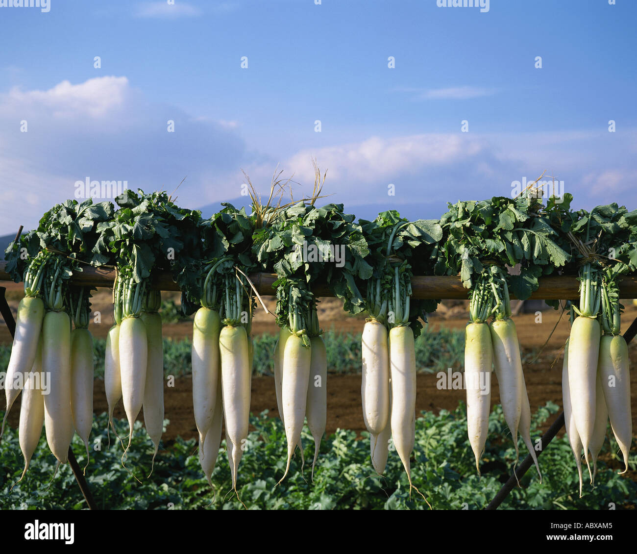 Daikon radish japan hi-res stock photography and images - Alamy