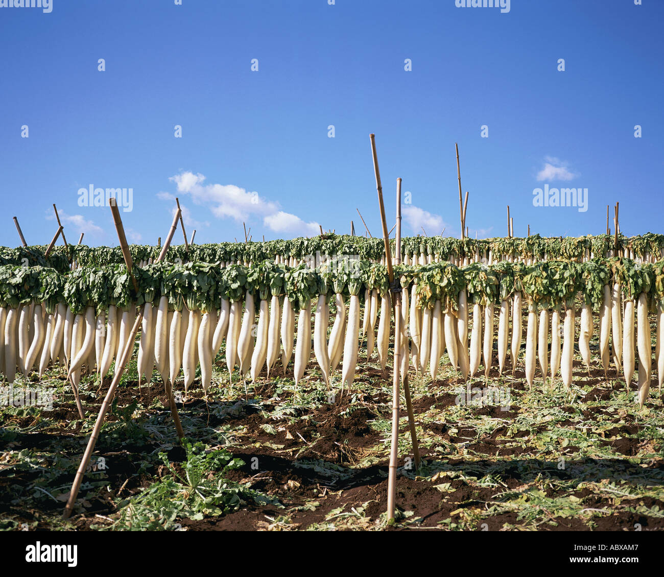 Daikon radish japan hi-res stock photography and images - Alamy