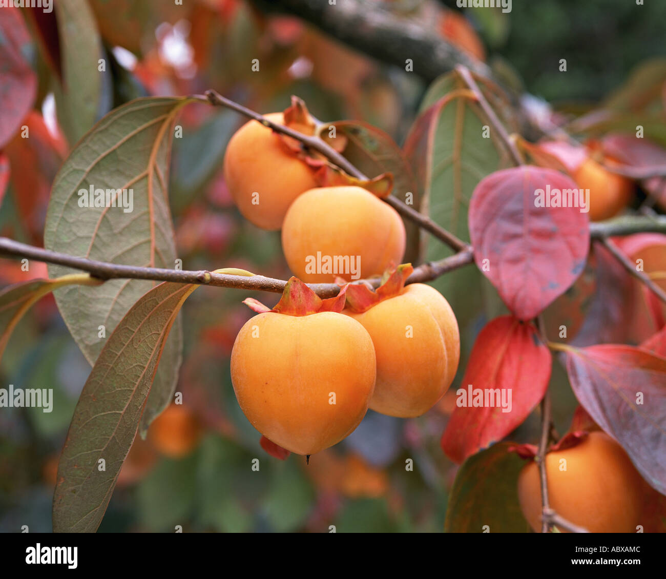 Persimmon tree japan hi-res stock photography and images - Alamy