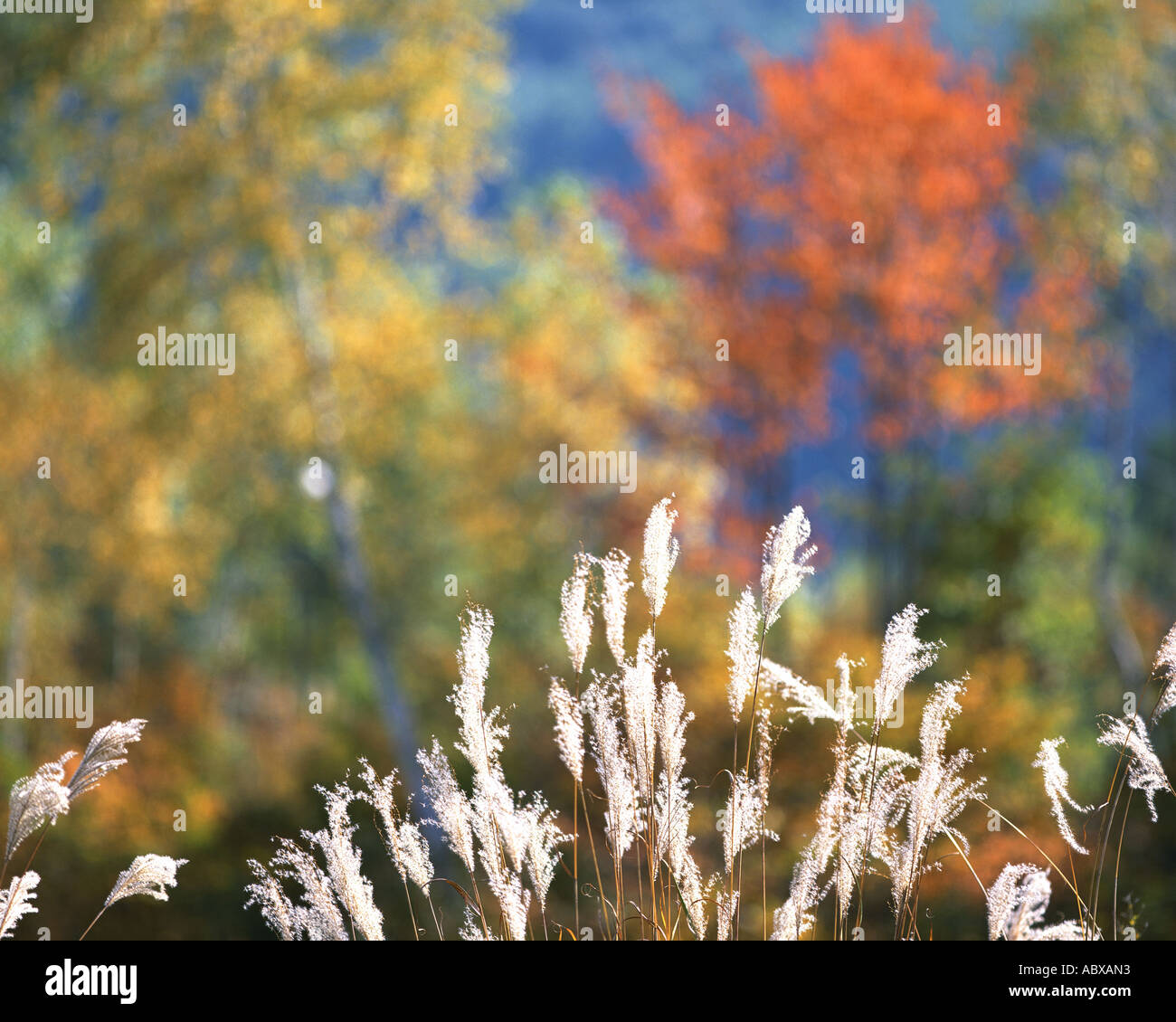 Japanese silver grass hi-res stock photography and images - Alamy