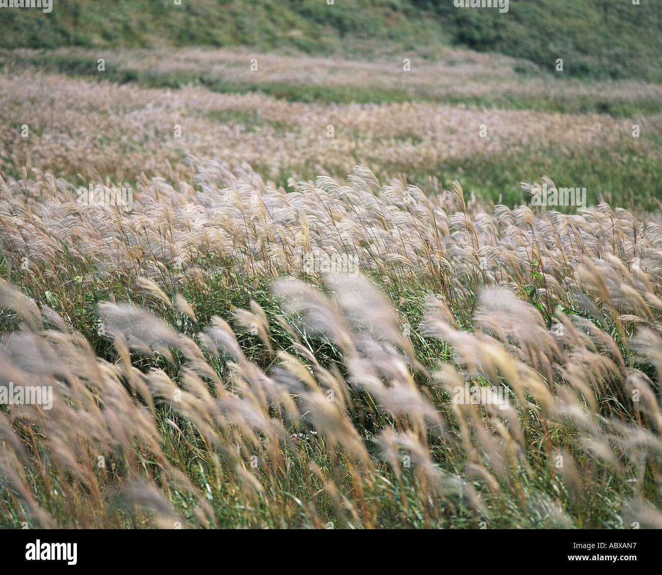 Japanese silver grass Stock Photo - Alamy