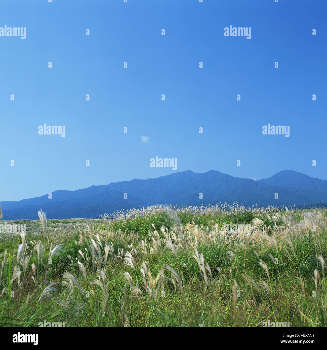 Japanese silver grass field hi-res stock photography and images - Alamy