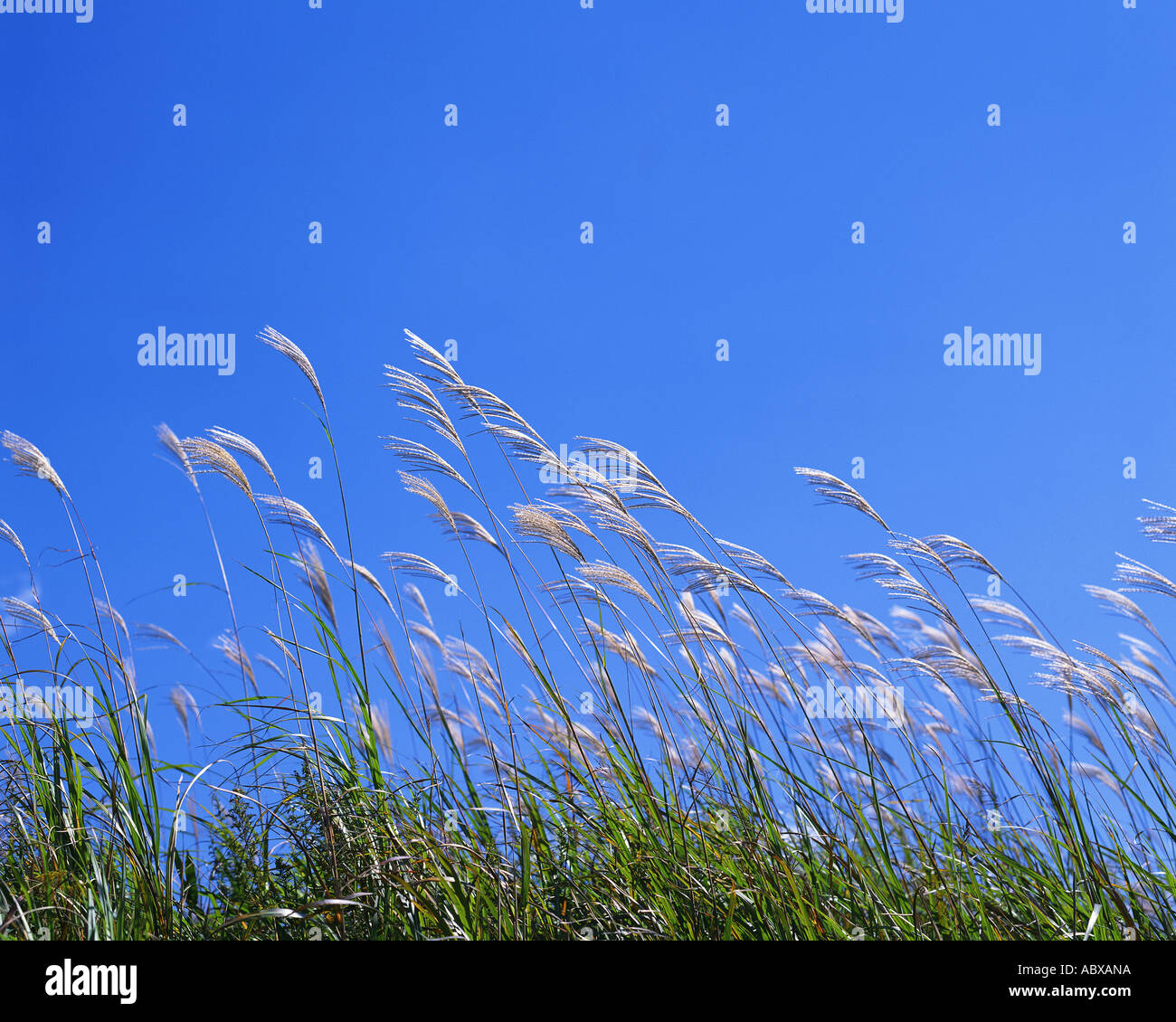 Japanese wind hi-res stock photography and images - Alamy