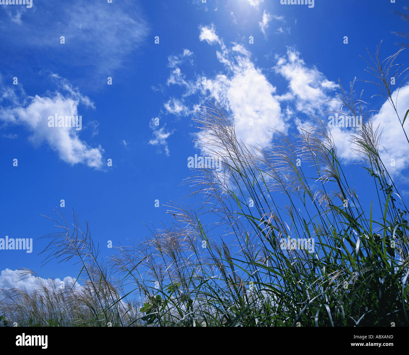 Japanese silver grass field hi-res stock photography and images - Alamy