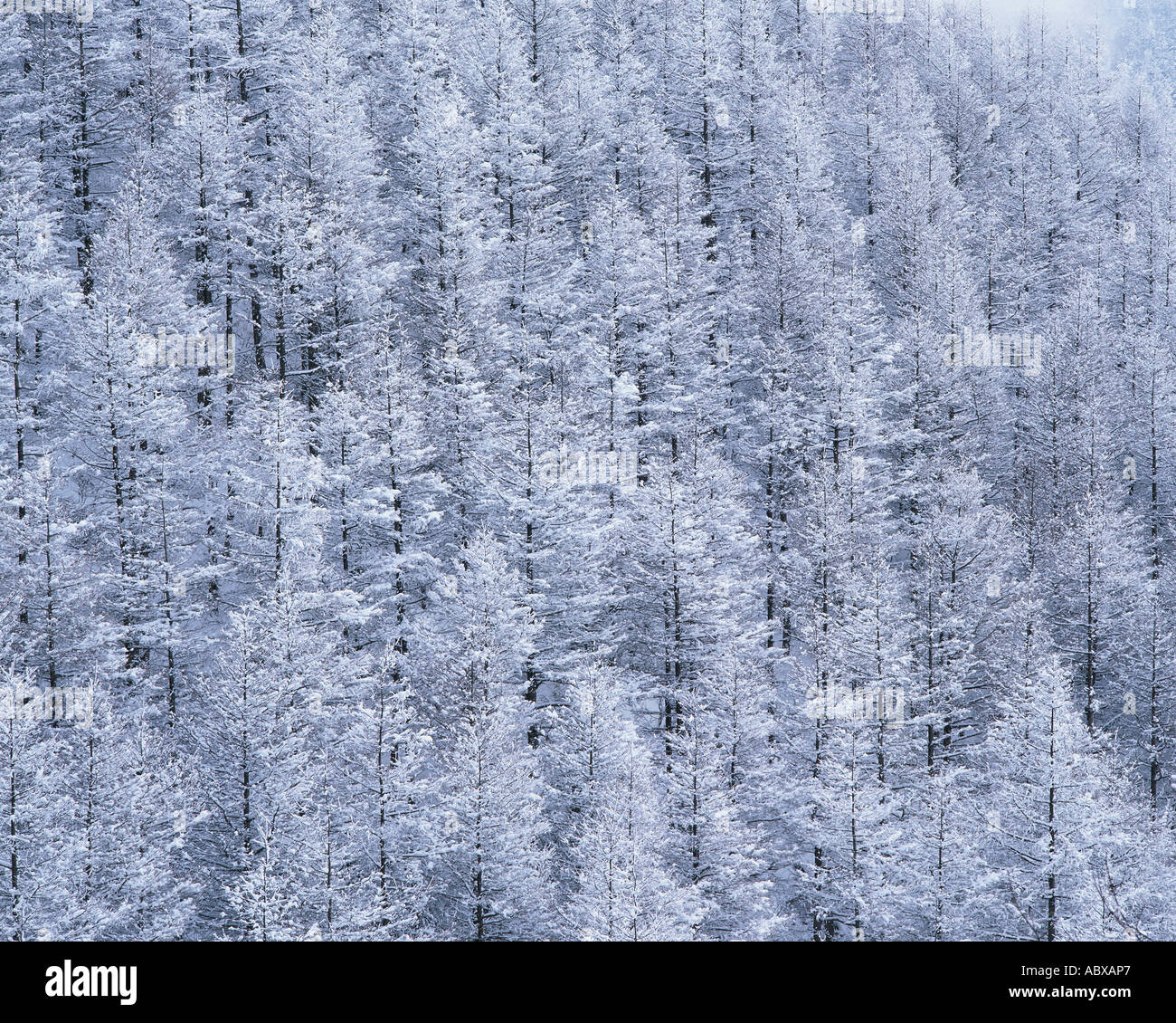 Snow covered trees in Utsukushigahara Nagano Japan Stock Photo - Alamy