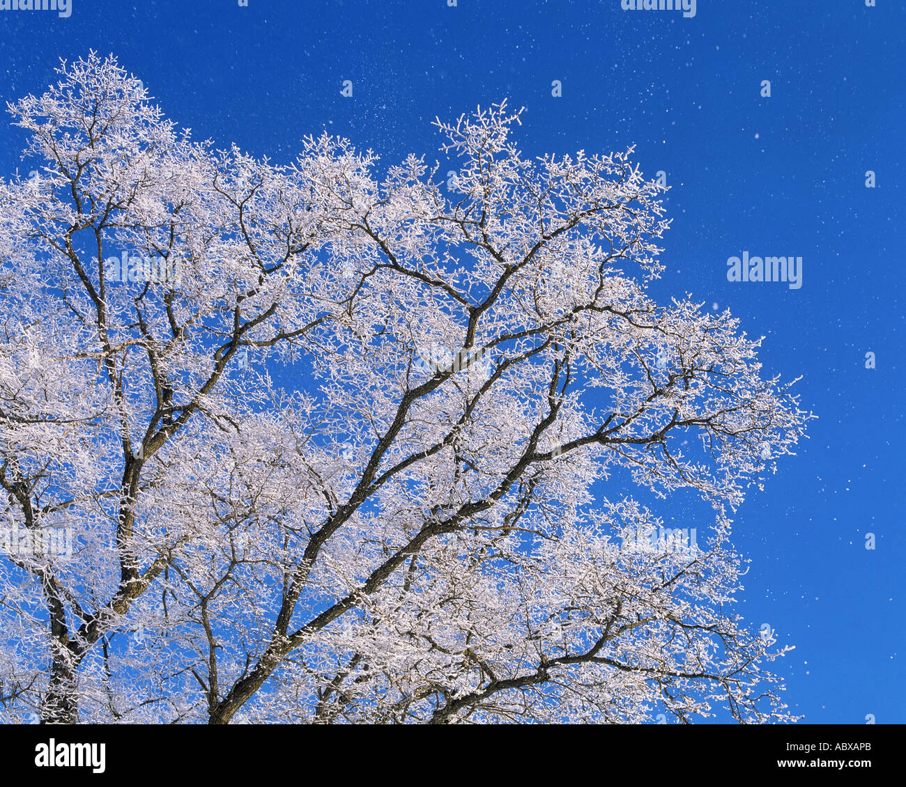 Tree and snow in furano hi-res stock photography and images - Alamy