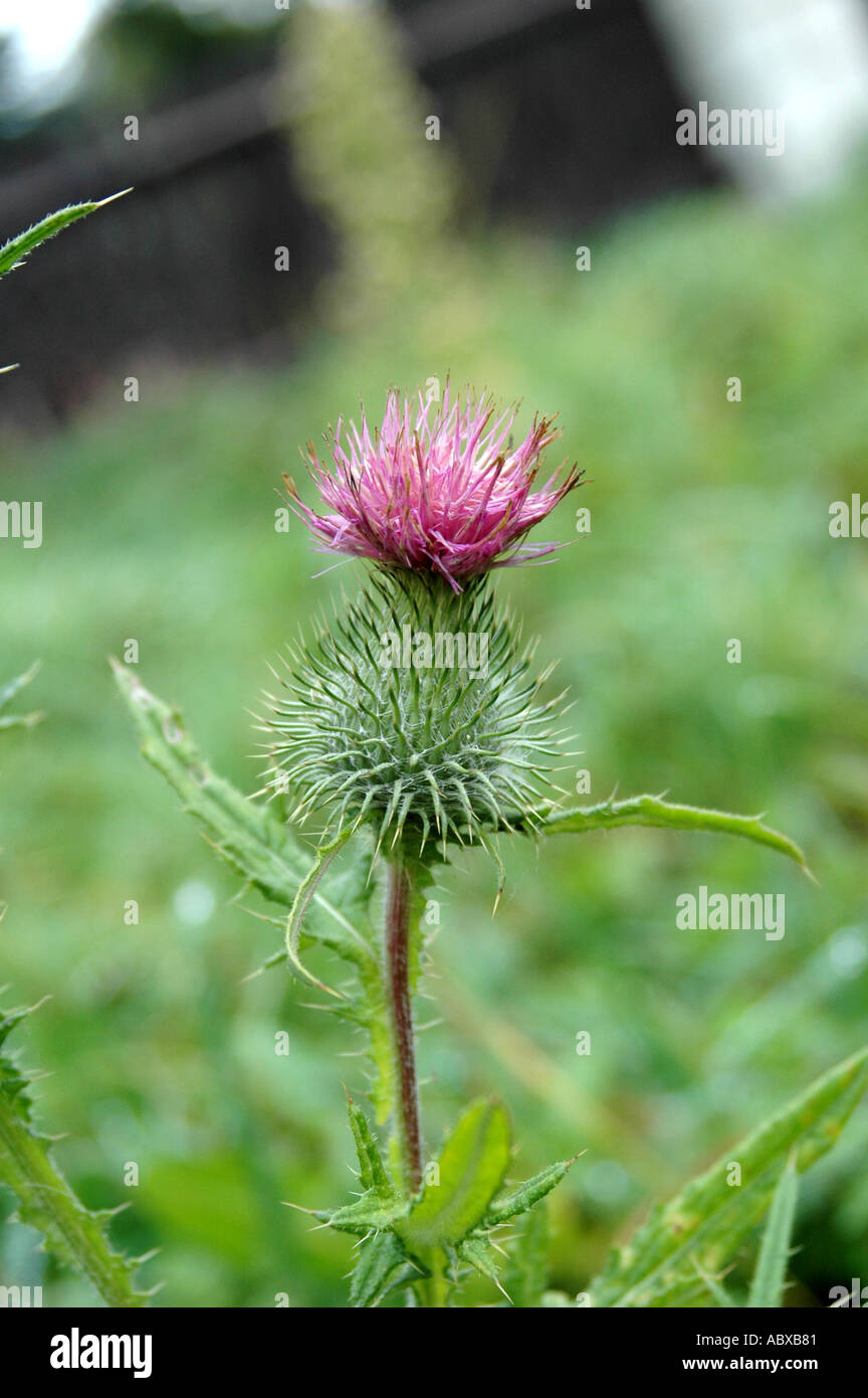 Blossoming bud thistle flower hi-res stock photography and images - Alamy