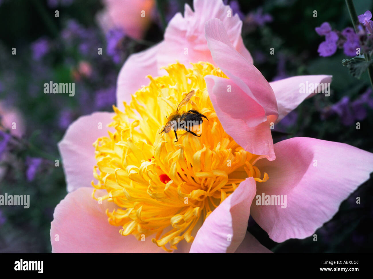 Central peony bloom hi-res stock photography and images - Alamy