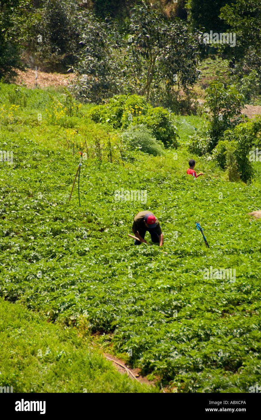 Maya civilization farming hi-res stock photography and images - Alamy