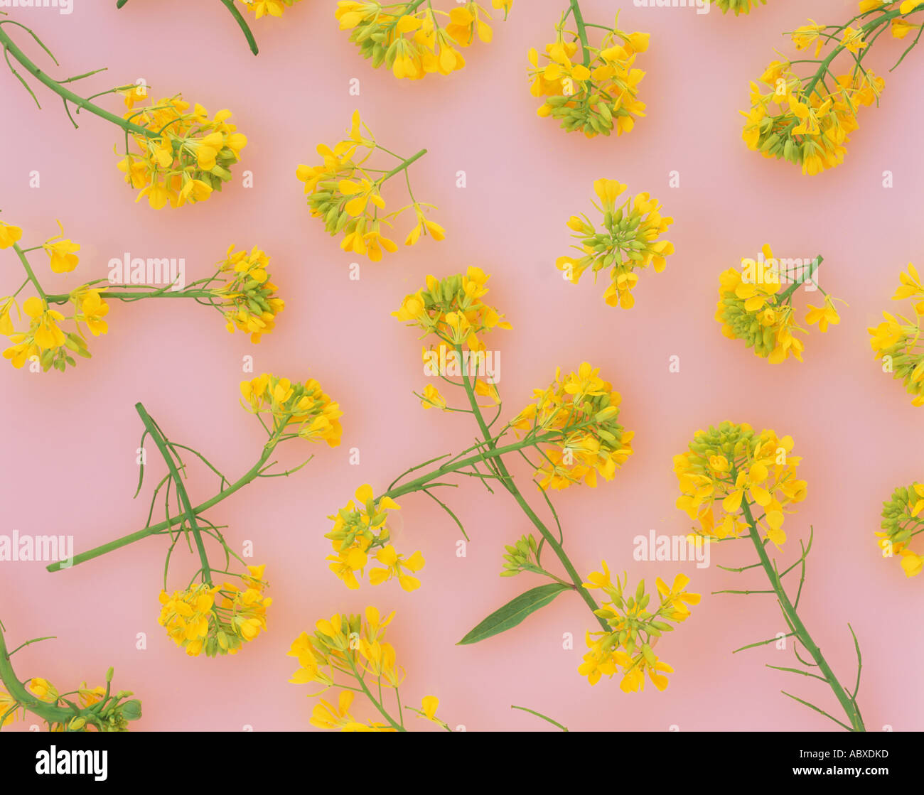 Mustard colored flowers hi-res stock photography and images - Alamy