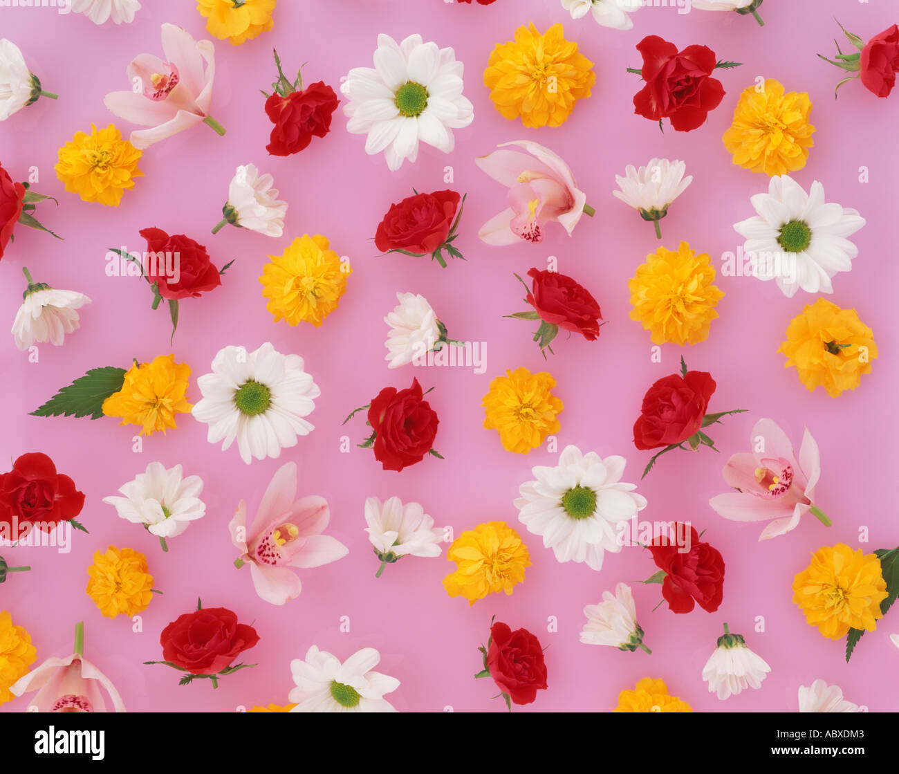 Assorted flower heads Stock Photo - Alamy