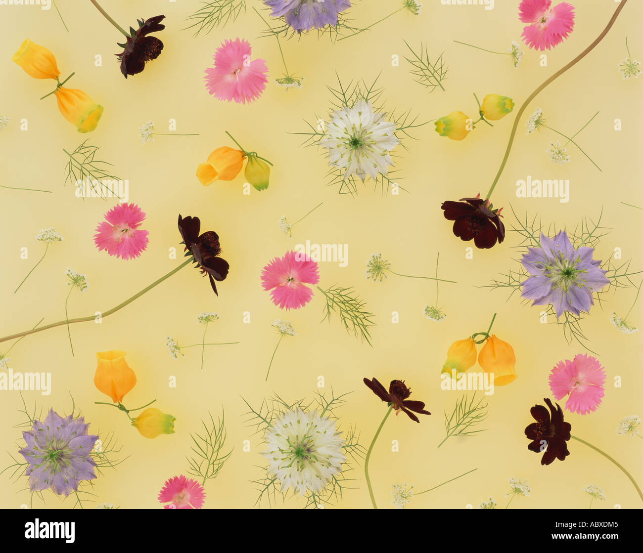 Assorted flower heads Stock Photo - Alamy