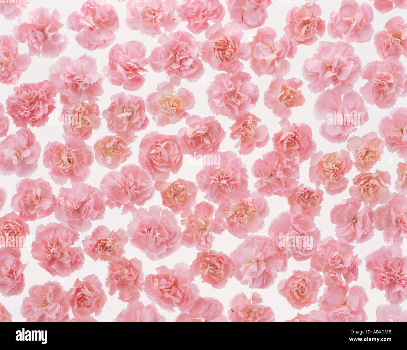 Cluster of carnations Stock Photo - Alamy