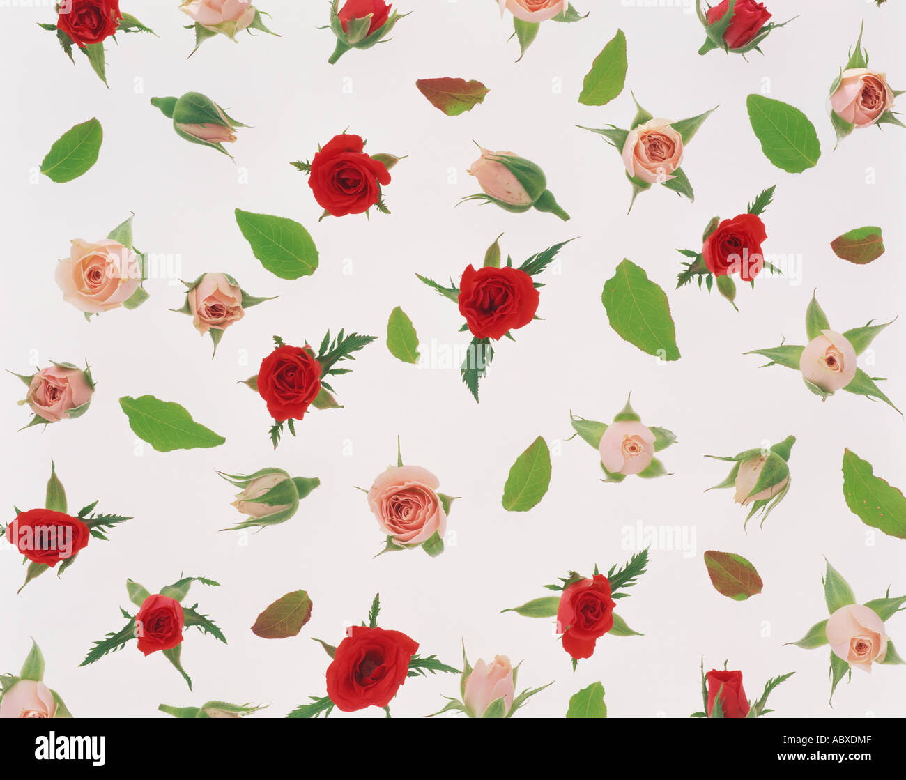 Lovely miniature roses Stock Photo - Alamy