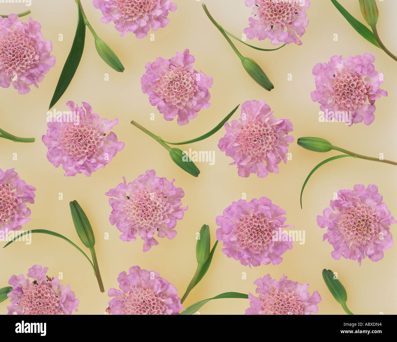 Pincushion flower buds hi-res stock photography and images - Alamy