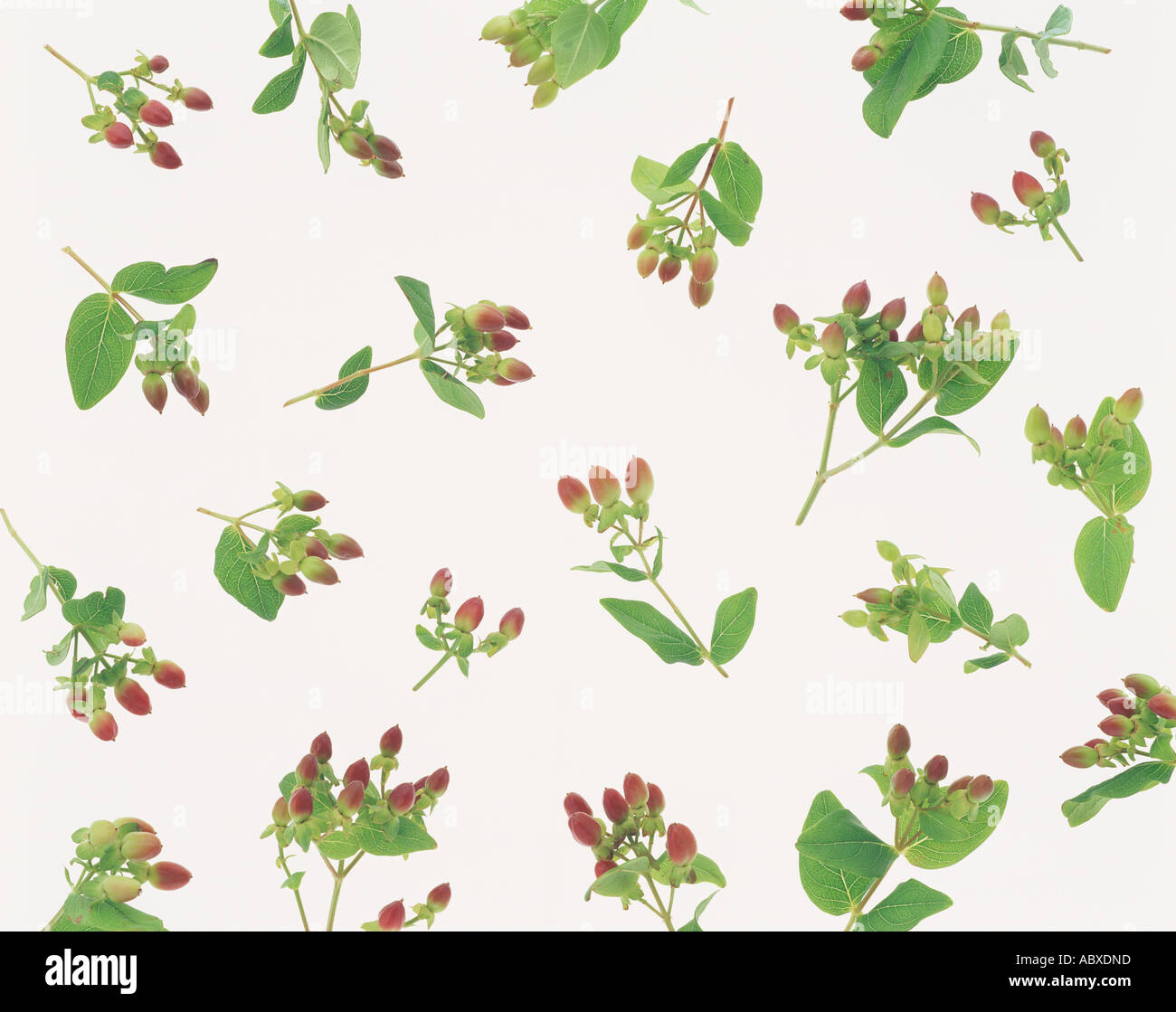 Aaron s beard hi-res stock photography and images - Alamy