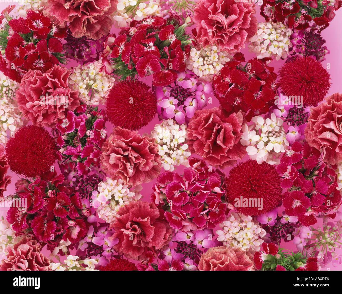 Various flower hi-res stock photography and images - Alamy