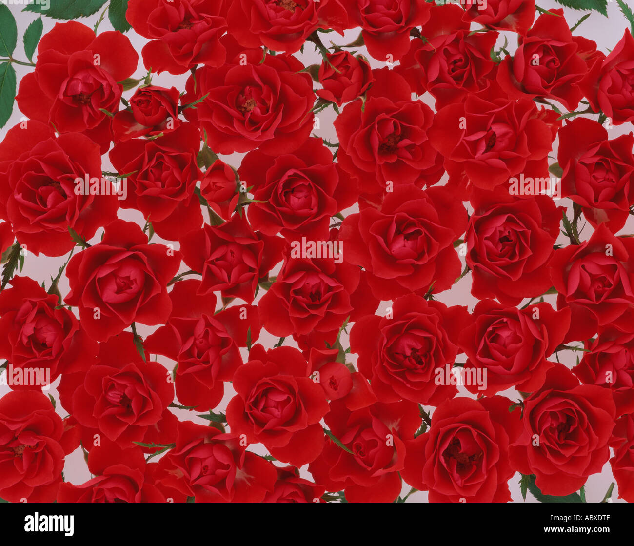 Red miniature roses Stock Photo - Alamy