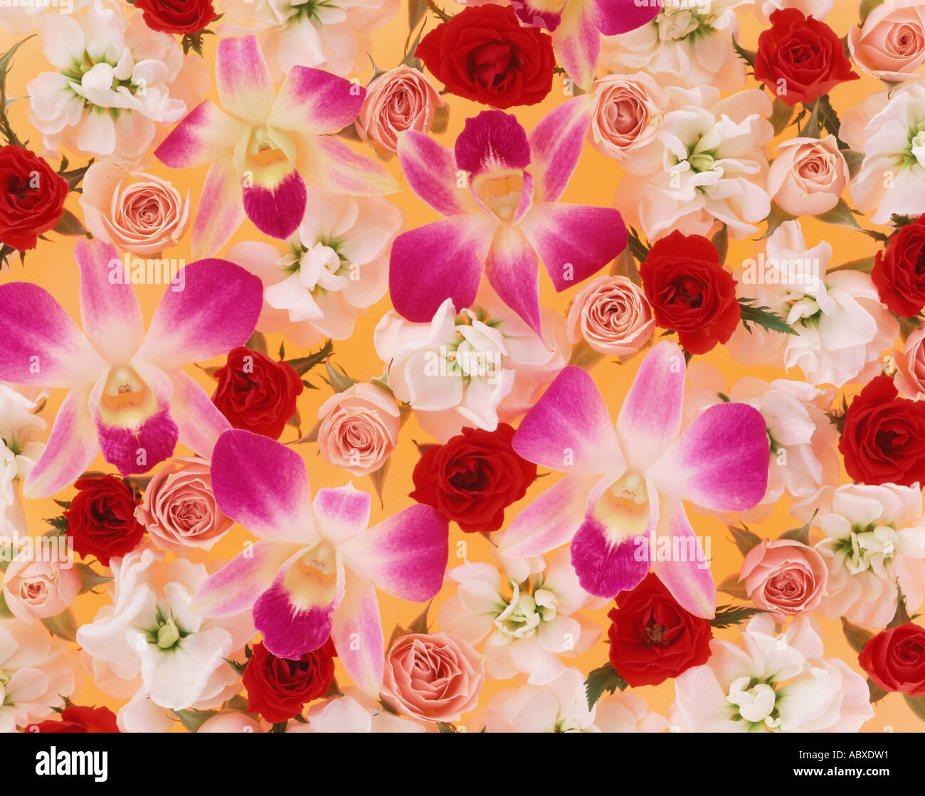 Assorted flower heads Stock Photo - Alamy