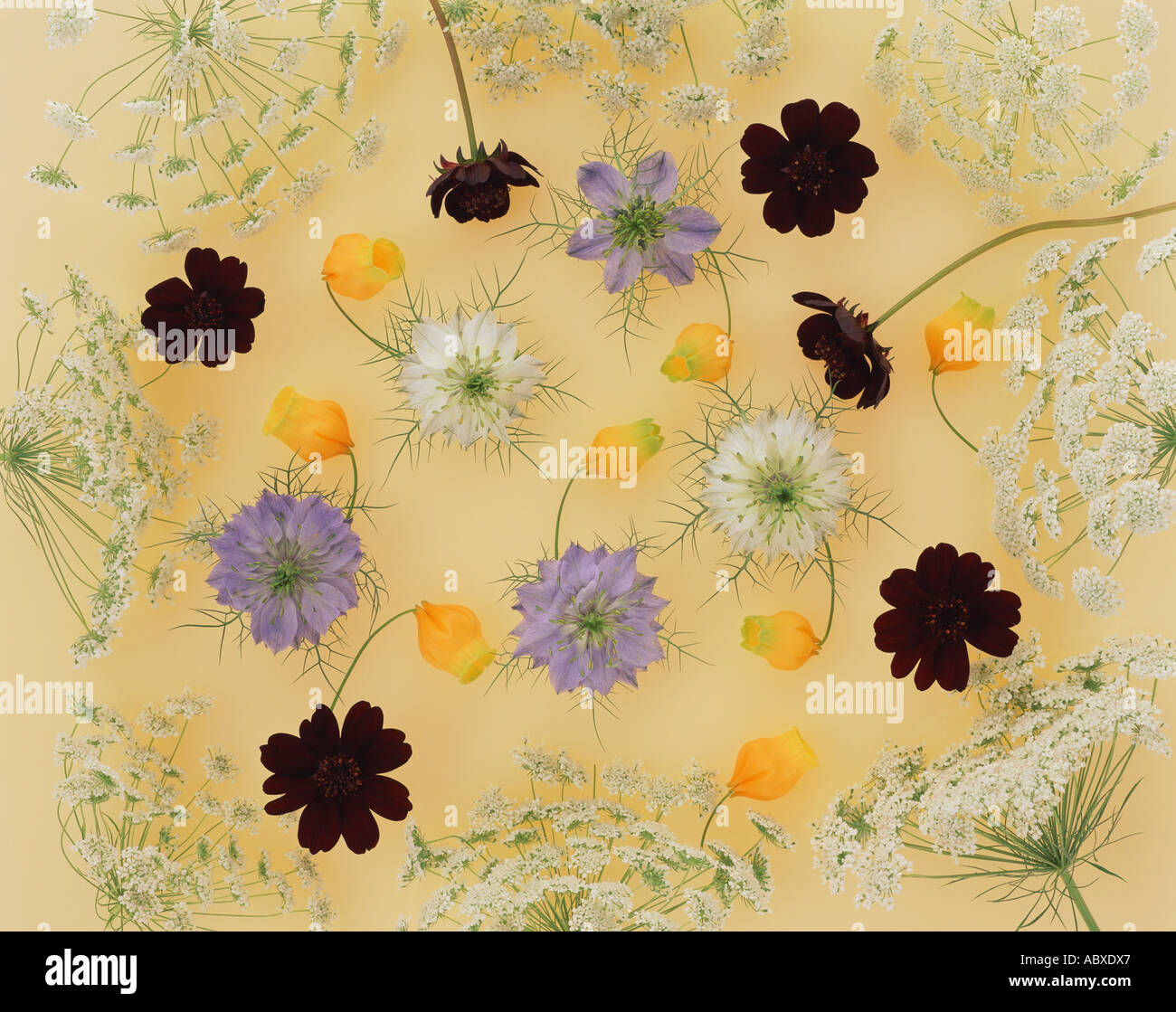 Assorted flower heads Stock Photo - Alamy