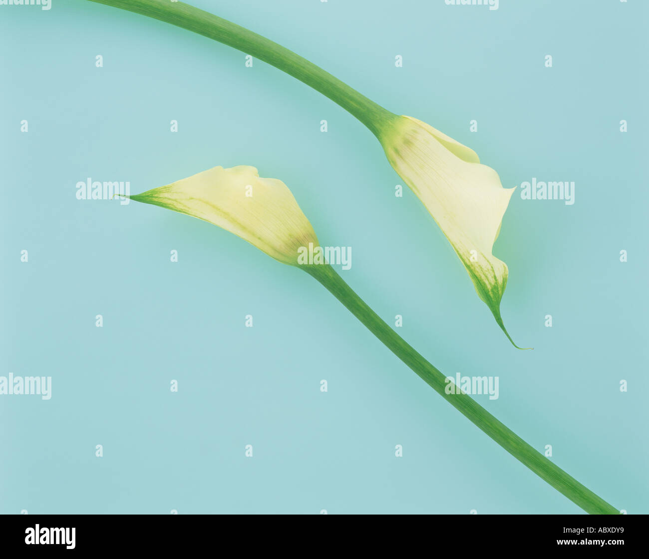 Two lily hi-res stock photography and images - Alamy