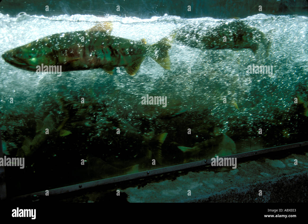 Salmon hatchery juneau hi-res stock photography and images - Alamy