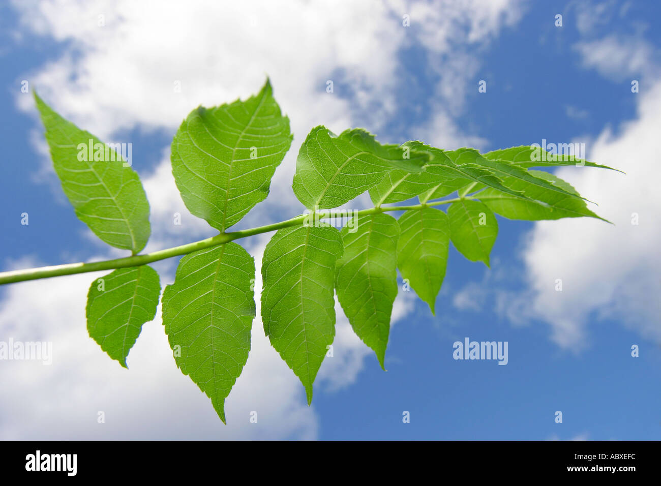 Low level ash hi-res stock photography and images - Alamy