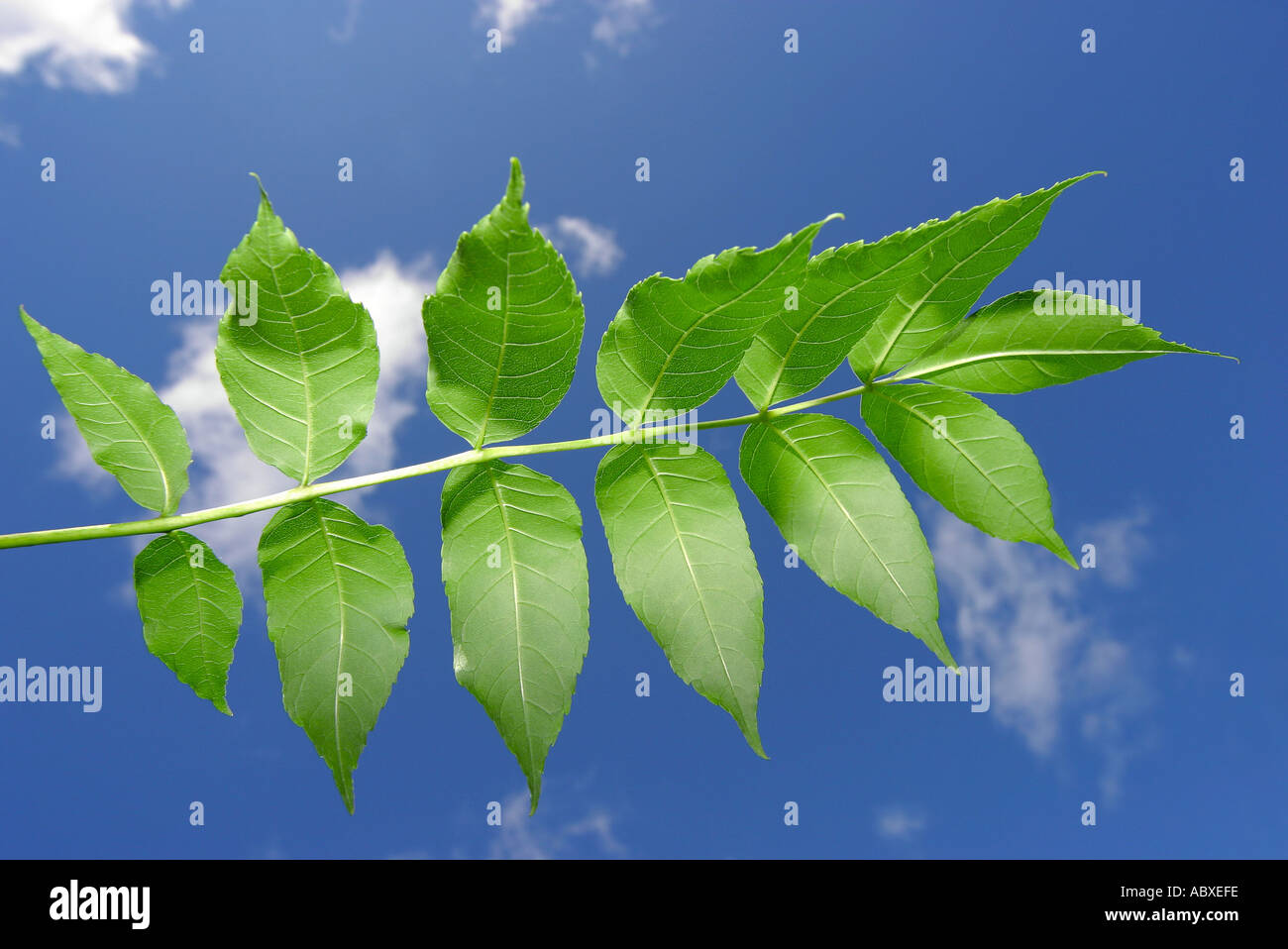 Ash leaf hi-res stock photography and images - Alamy