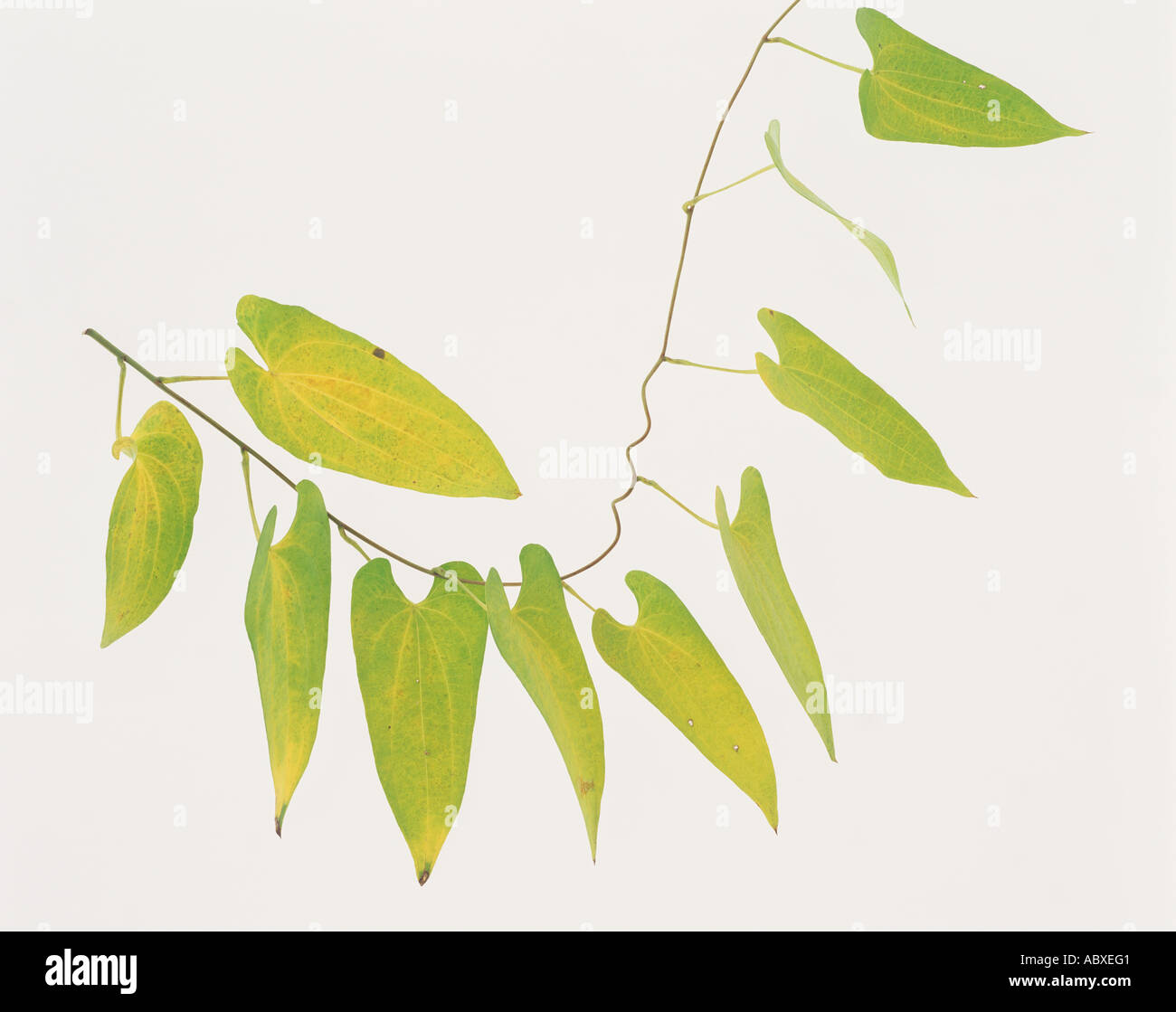Leaves hanging on stem Stock Photo - Alamy
