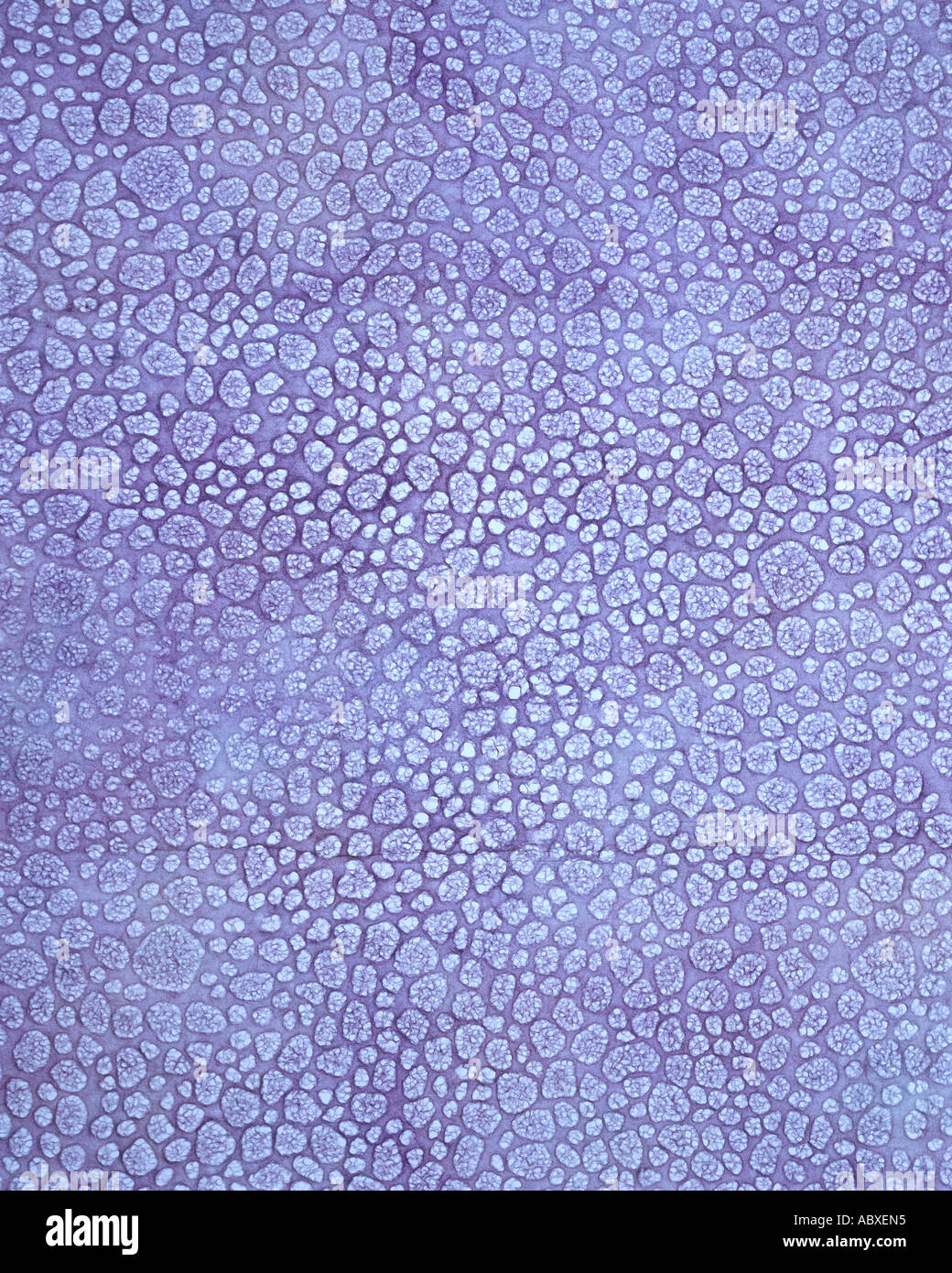 Purple Rice Paper Stock Photo - Alamy