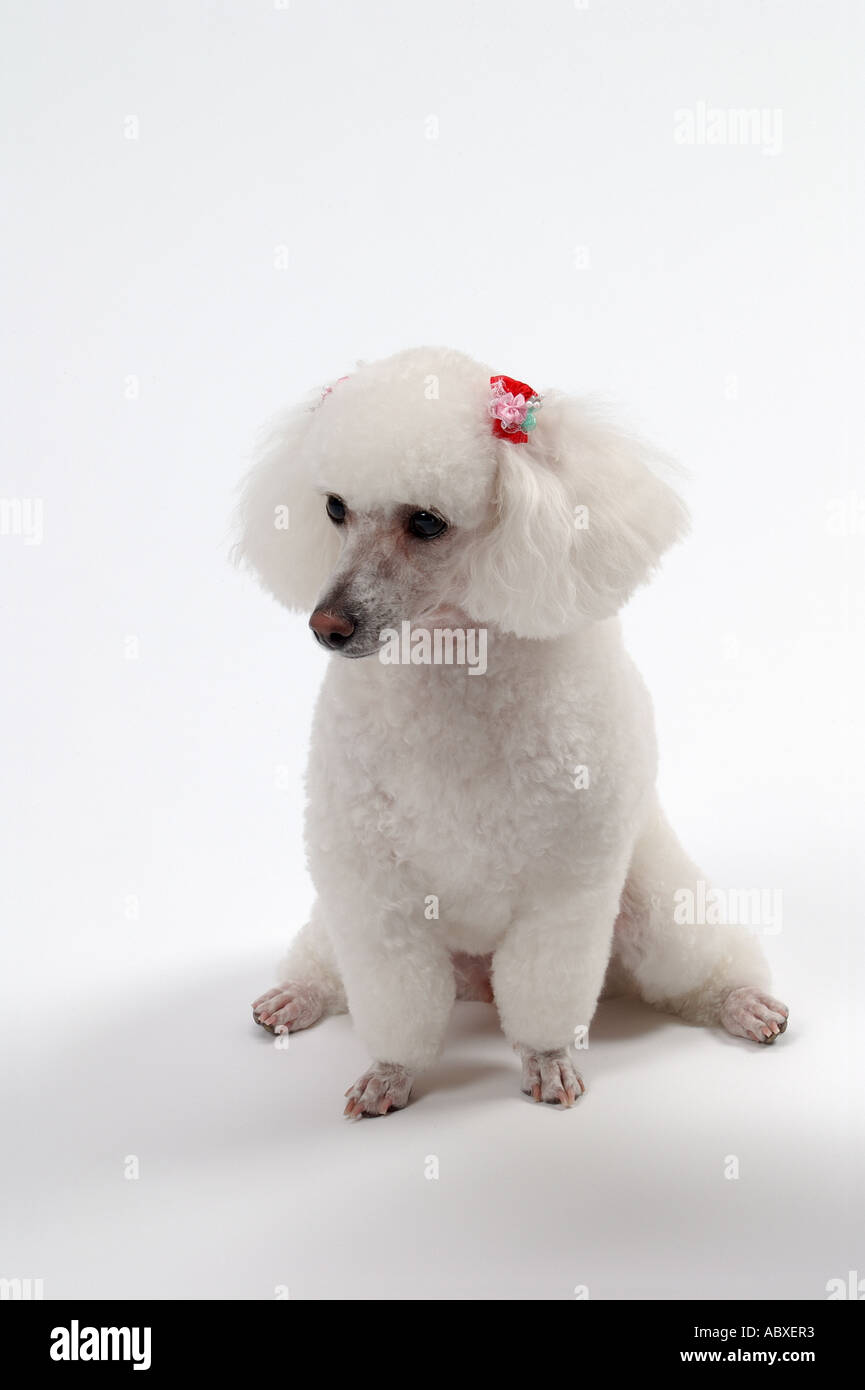 White poodle sitting Stock Photo - Alamy