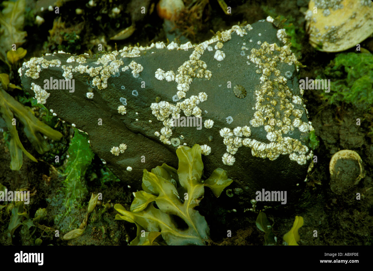 bay of pillars barnacles and seashore life alaska AK Stock Photo - Alamy