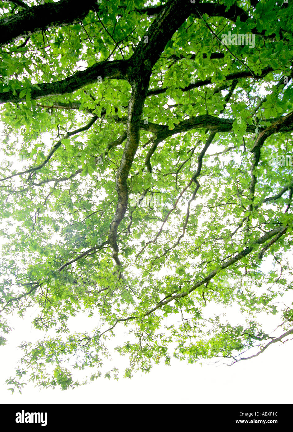 Oak leaves green vertical hi-res stock photography and images - Alamy