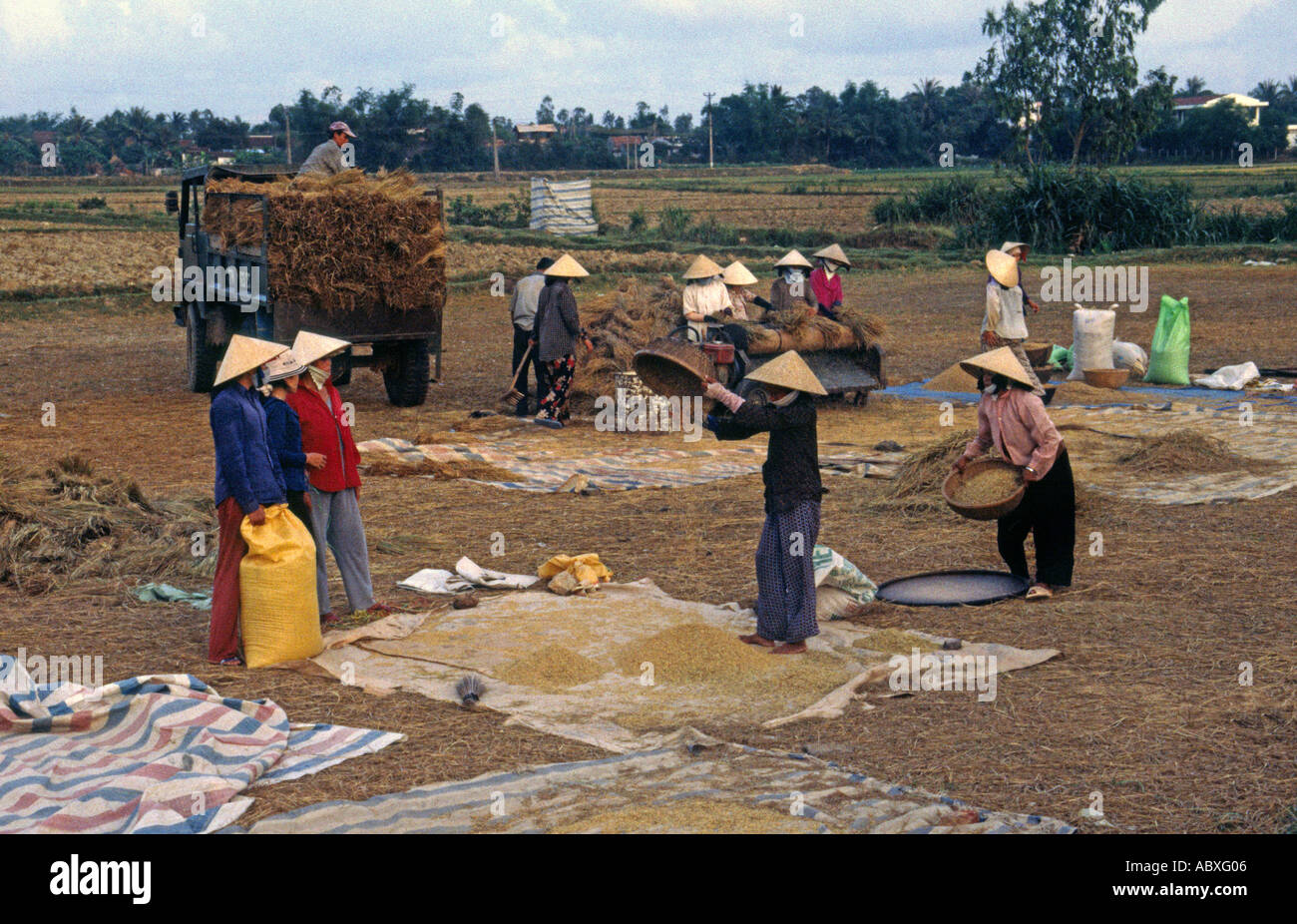 Farmer harvesting a rice crop in Vietnam Stock Photo - Alamy