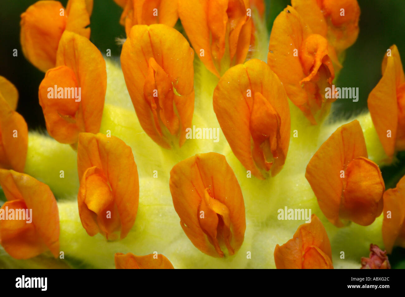 Wetch hi-res stock photography and images - Alamy