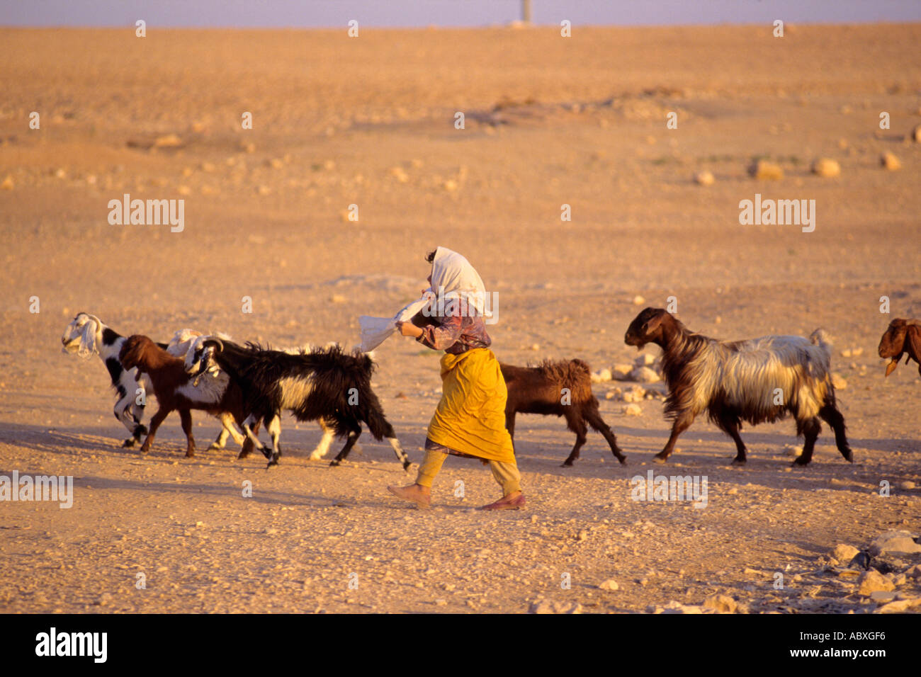Goats Syria High Resolution Stock Photography and Images - Alamy