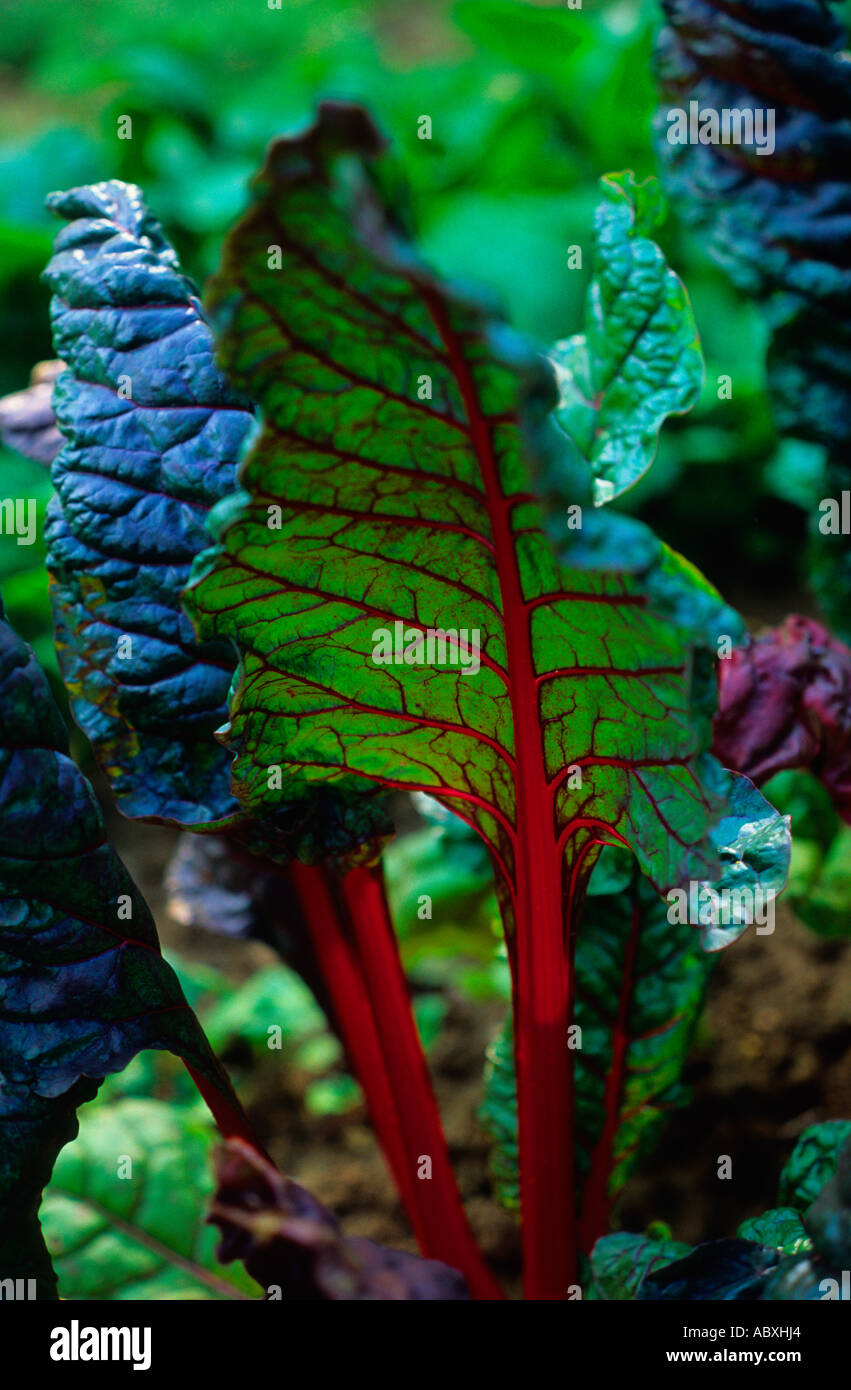 Swiss Chard growing in a garden Provence, France. An ornamental, leafy ...