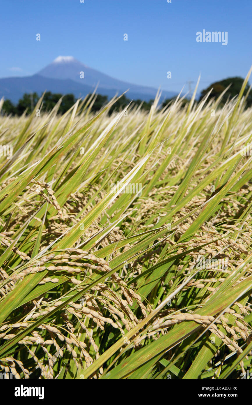Rice paddy in Shizuoka Prefecture Japan Stock Photo - Alamy