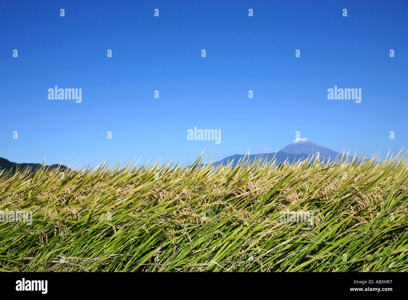 Rice paddy in Shizuoka Prefecture Japan Stock Photo - Alamy