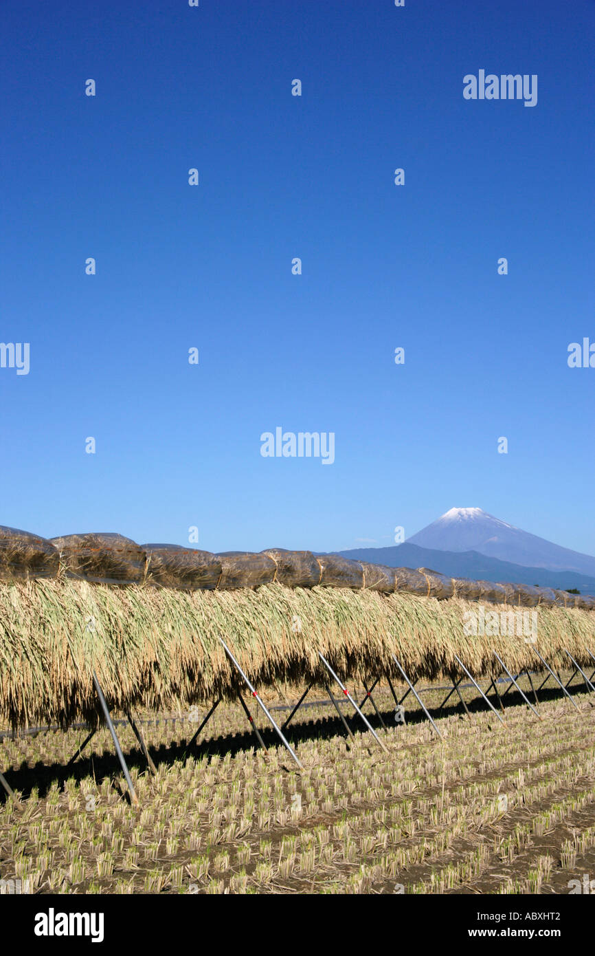 Mishima shizuoka hi-res stock photography and images - Alamy